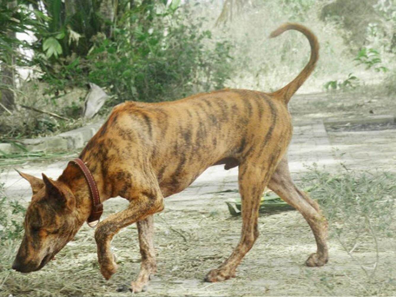 Il cane di Phu Quoc: Ridgeback | Amotravel.it